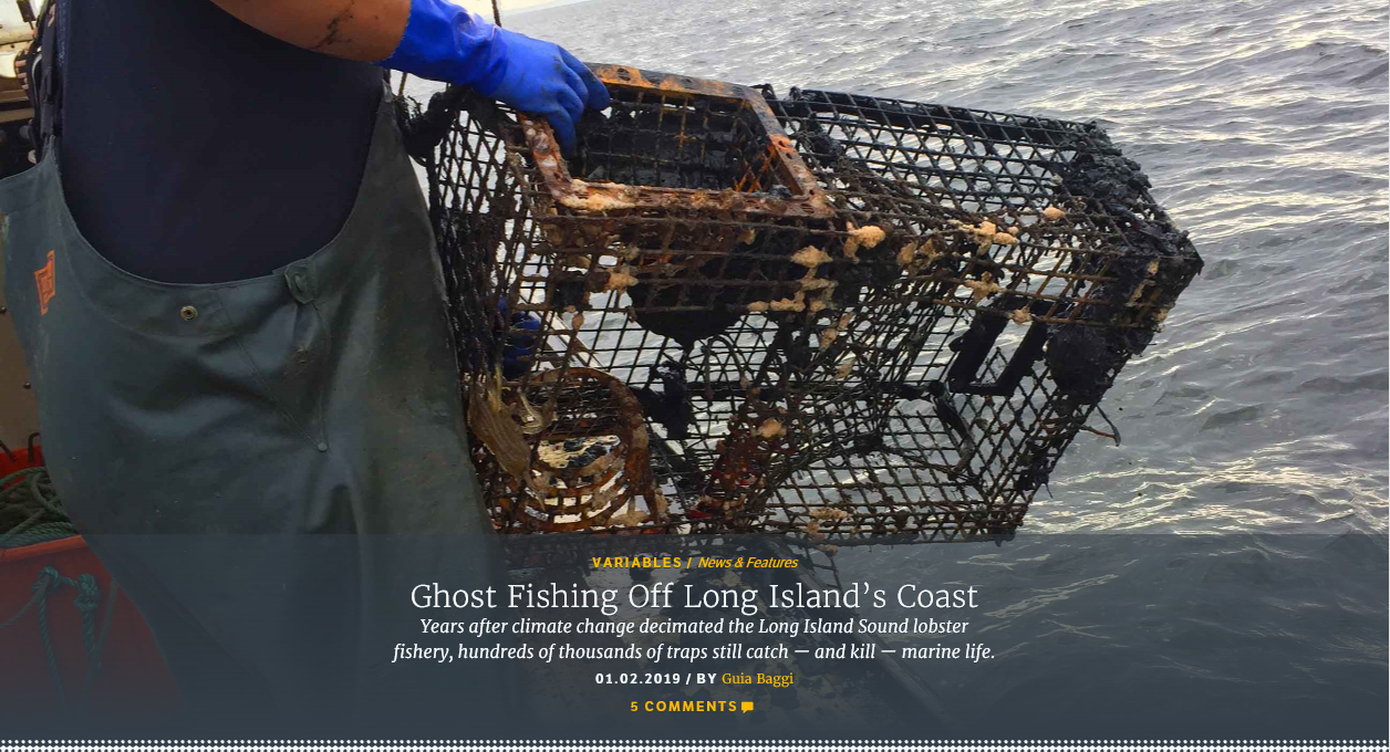 Fascinating Article on Lobstering, Health of the Sound, and Remnant ...
