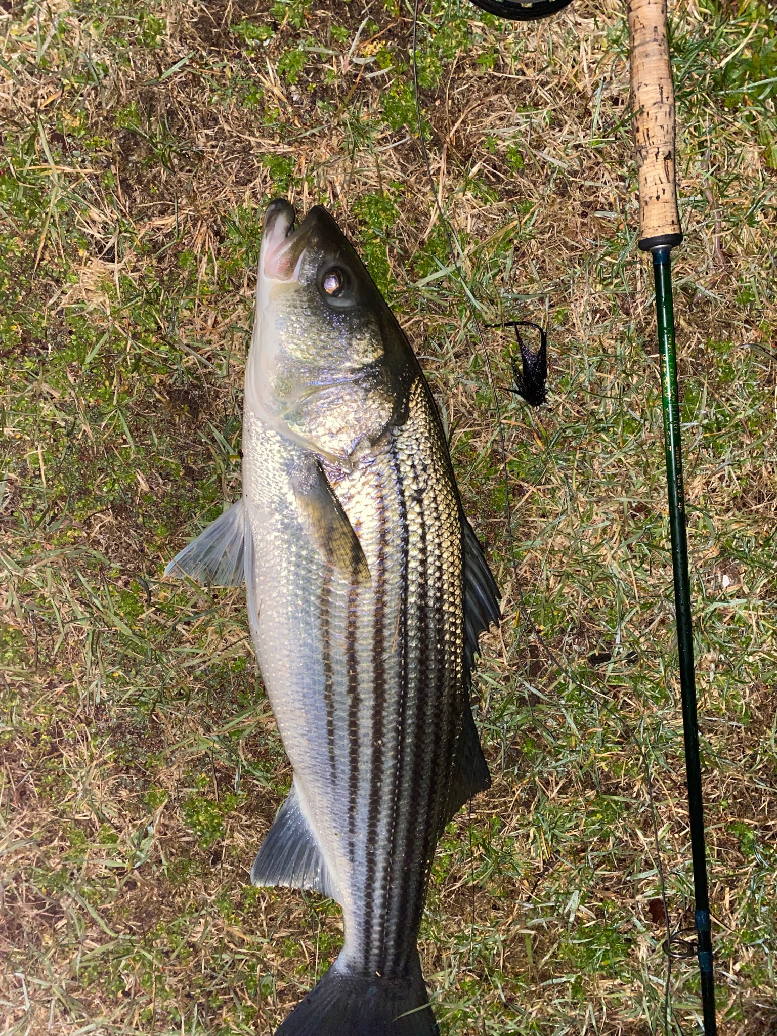 ADHD Fishing, March is the new April – Norwalk Islands Fishing