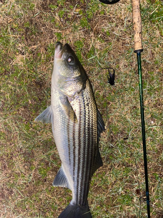 ADHD Fishing, March is the new April – Norwalk Islands Fishing